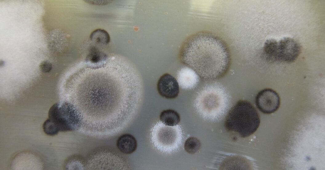 Protection against mould in the apartment | JUB
